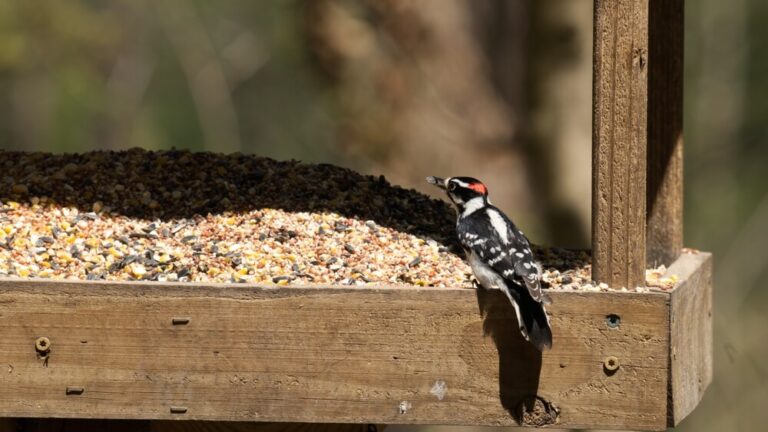 Why Do Birds Throw Seeds Out Of A Feeder? [7 Reasons]