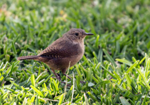 How To Attract House Wrens To Your Yard (9 Helpful Tricks)