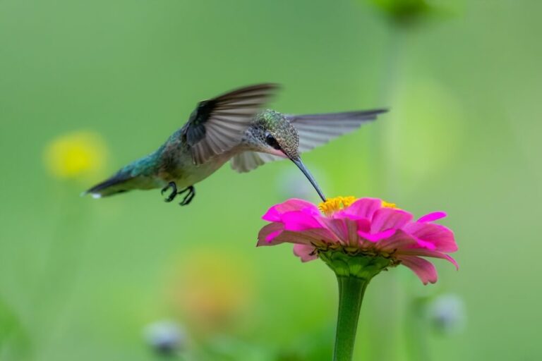 Hummingbird Symbolism: 11 Meanings & Interpretations