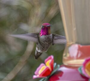 Hummingbird Symbolism: 11 Meanings & Interpretations