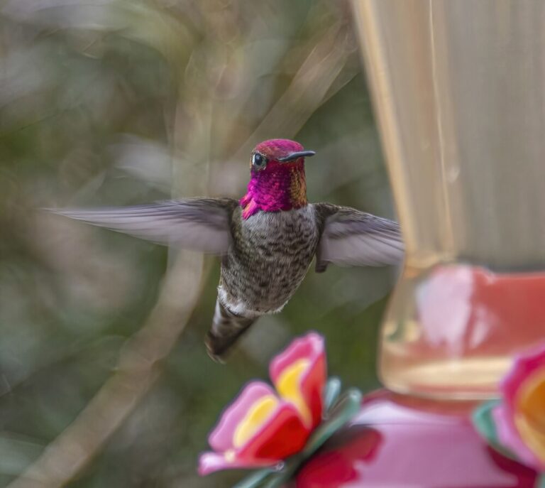Hummingbird Symbolism: 11 Meanings & Interpretations