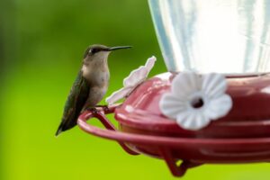 Why Do Hummingbirds Sit On Feeders For Hours? (Answered & Explained)