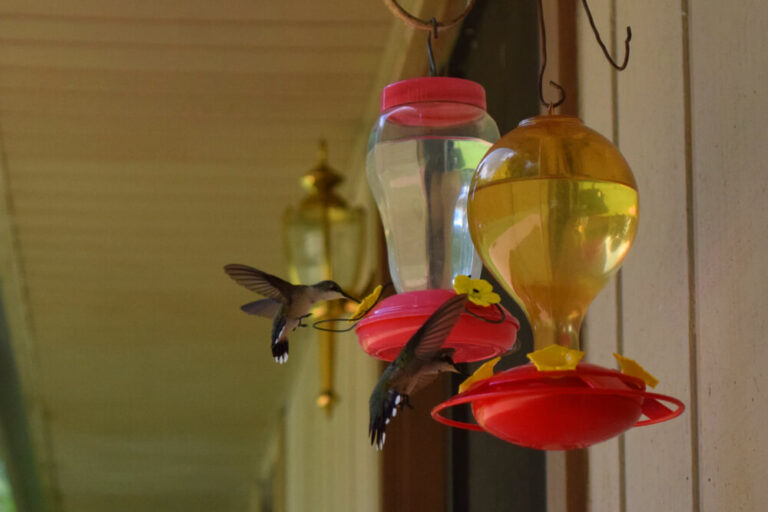14 Ways To Keep Wasps & Bees Off Your Feeders (Natural Methods)