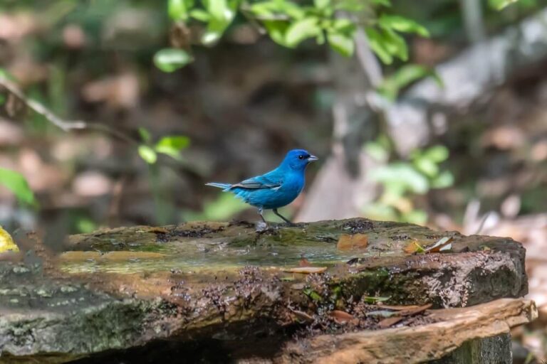 7 Ways To Attract Indigo Buntings