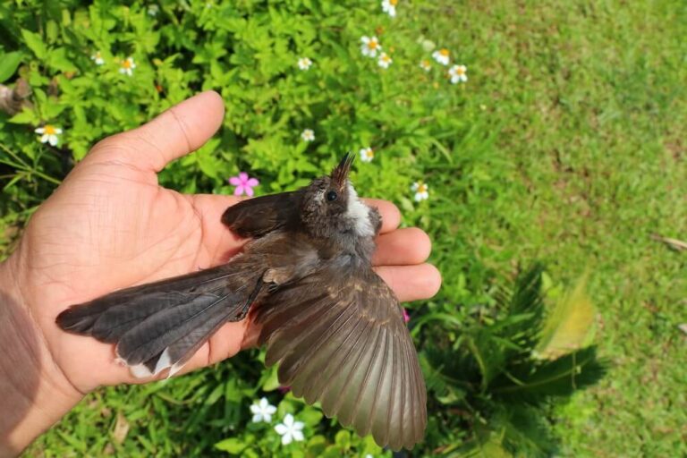 How To Take Care Of Injured Or Abandoned Birds (Dos & Don'ts)