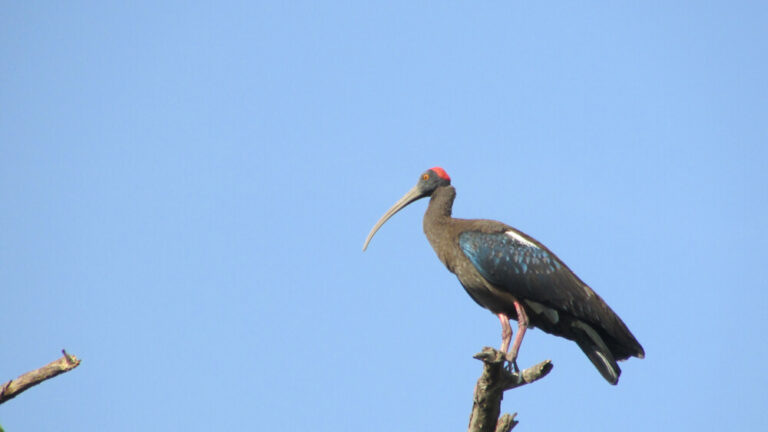 10 Fun Facts About The Ivory-Billed Woodpecker