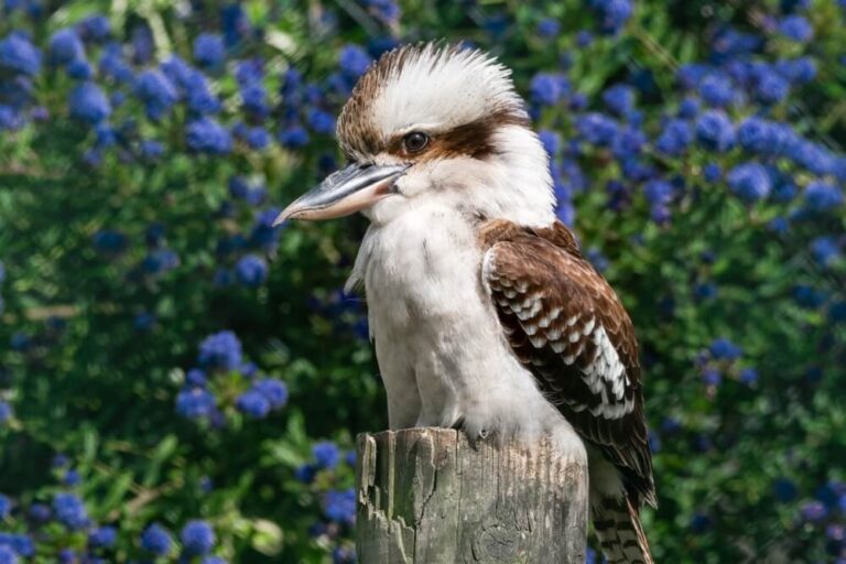 20 Interesting Facts About Kingfishers