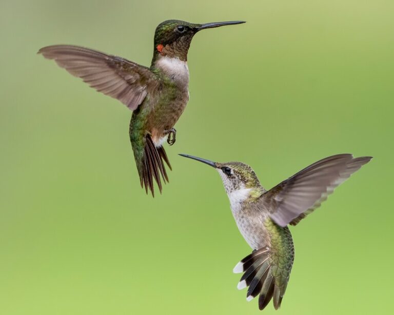 Meet The Ruby-Throated Hummingbird (Photos & Facts)