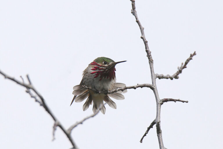 Meet The Calliope Hummingbird (Photos & Facts)