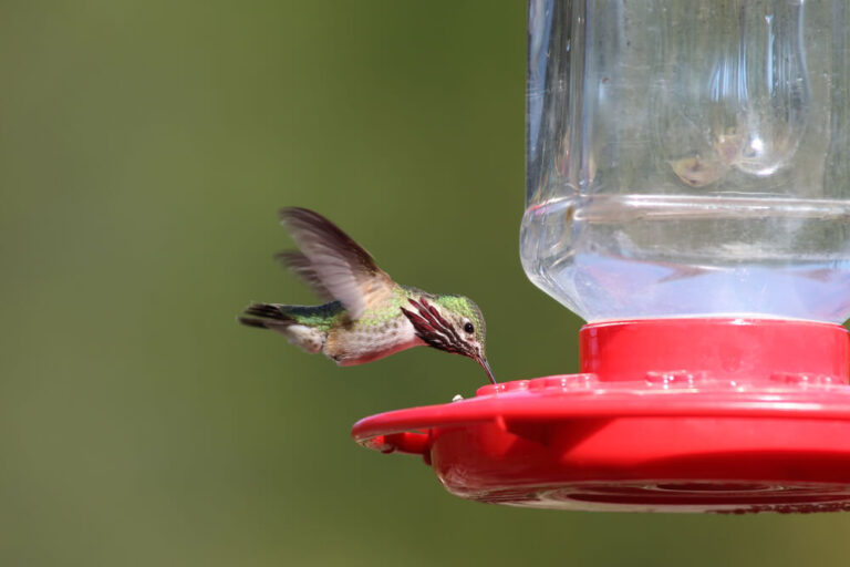 Meet The Calliope Hummingbird (Photos & Facts)