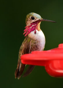 Meet The Calliope Hummingbird (Photos & Facts)
