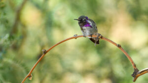 Meet The Costa’s Hummingbird (Photos & Facts)