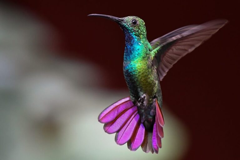 Meet The Green-Breasted Mango Hummingbird (Photos & Facts)
