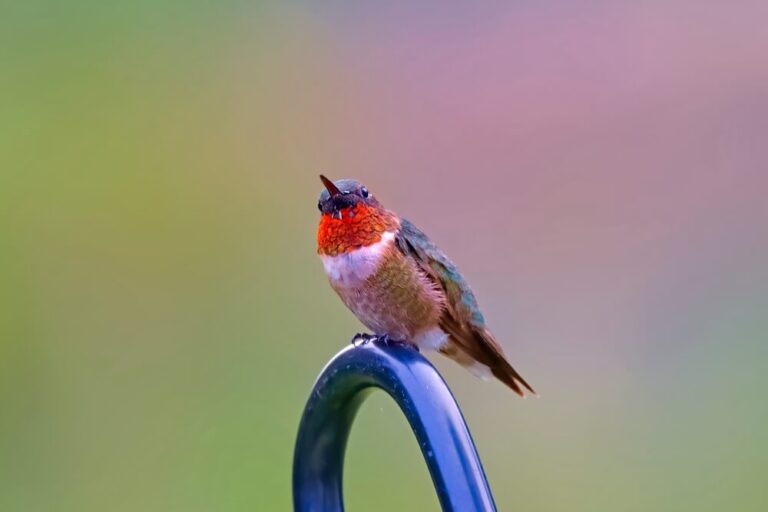Meet The Ruby-Throated Hummingbird (Photos & Facts)