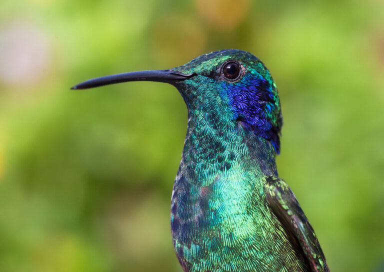 Meet The Mexican Violetear Hummingbird (Photos & Facts)