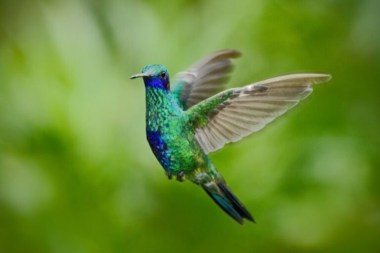 Meet The Mexican Violetear Hummingbird (Photos & Facts)