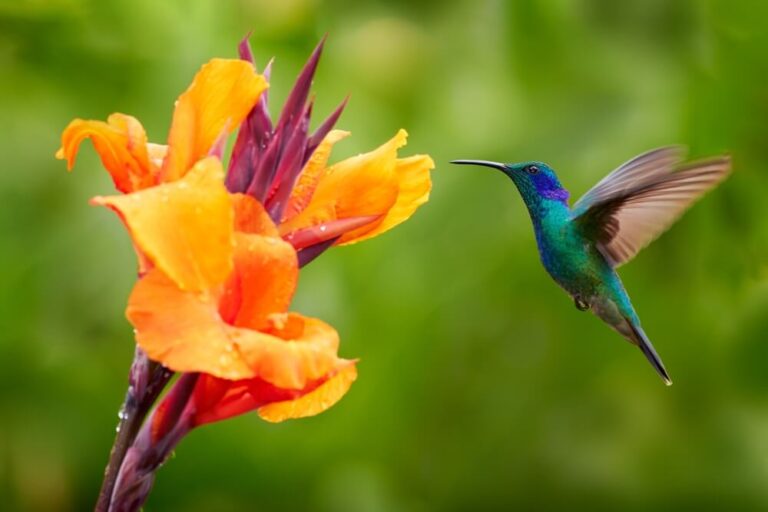 Meet The Mexican Violetear Hummingbird (Photos & Facts)