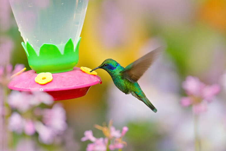 Meet The Mexican Violetear Hummingbird (Photos & Facts)