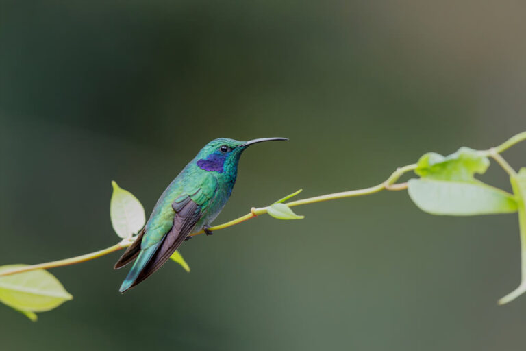 Meet The Mexican Violetear Hummingbird (Photos & Facts)