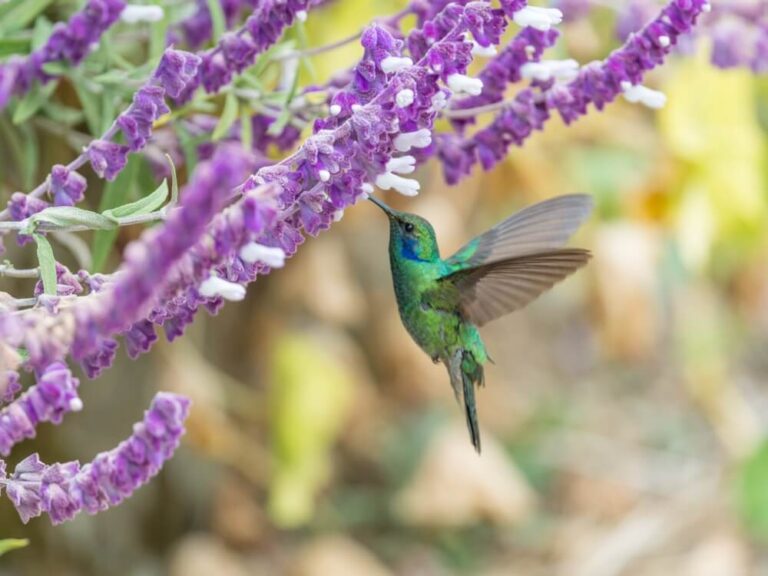 Meet The Mexican Violetear Hummingbird (Photos & Facts)