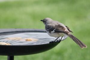 How To Get Birds To Use A Bird Bath (A 12-Tip Guide)