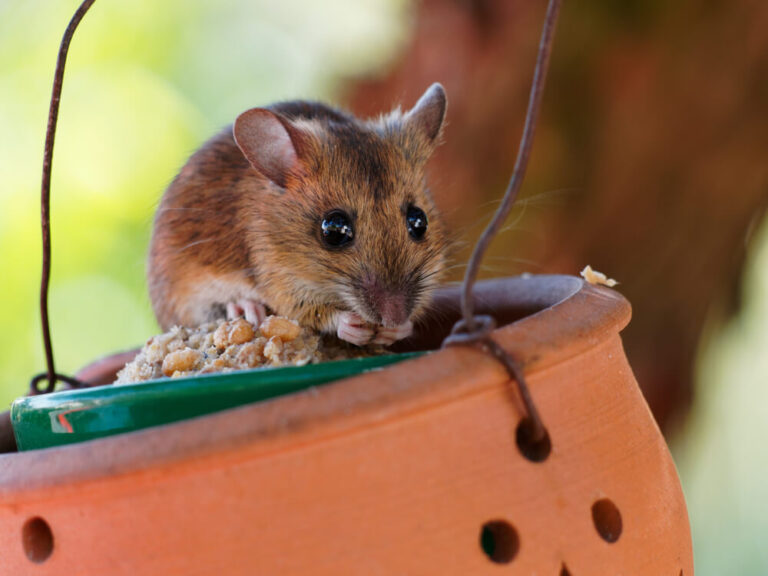 14 Ways To Keep Rats Off Your Bird Feeders