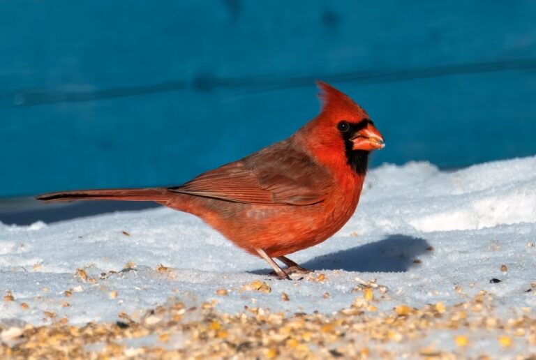 How To Attract Cardinals To Your Yard (11 Tips & Tricks)
