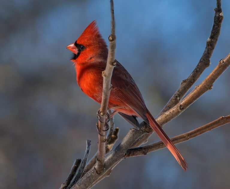 20 Birds With Crests In North America (With Pictures)