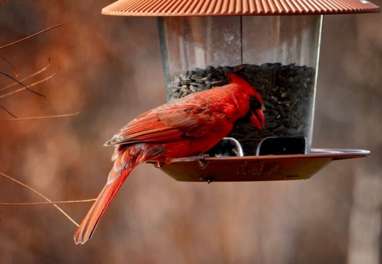 How To Attract Cardinals To Your Yard (11 Tips & Tricks)
