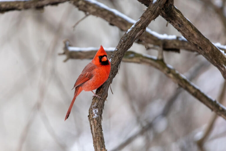 How To Attract Cardinals To Your Yard (11 Tips & Tricks)