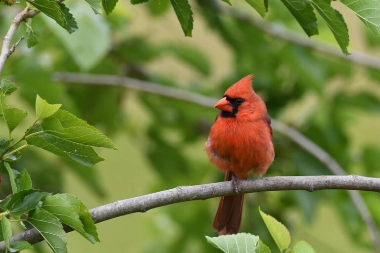 How To Attract Cardinals To Your Yard (11 Tips & Tricks)
