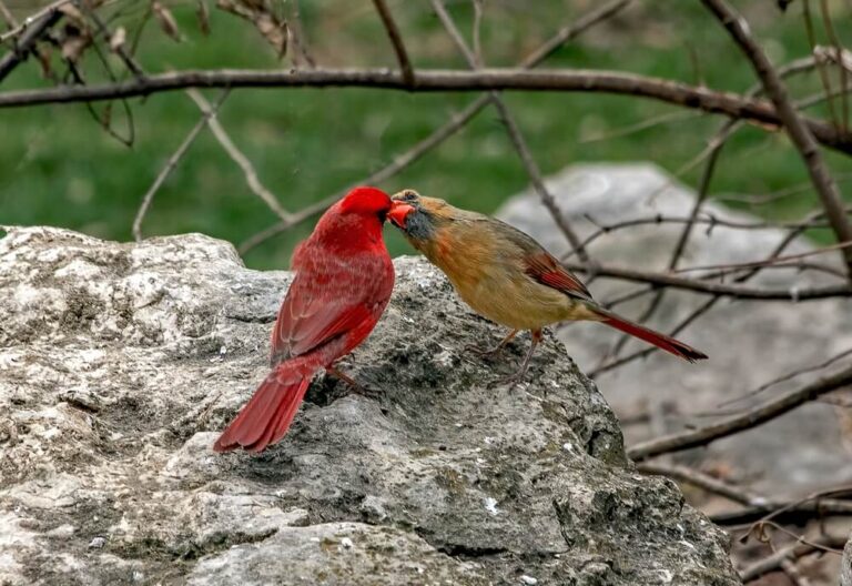 Male Vs. Female Cardinals (5 Main Differences + Fun Facts)