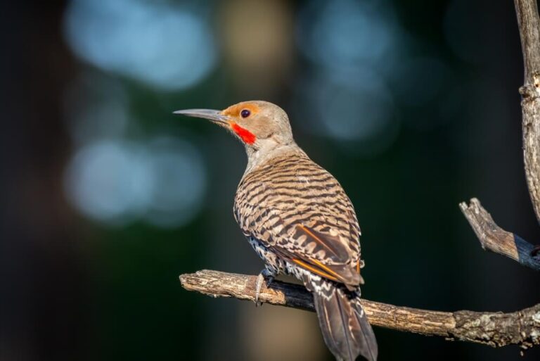 How To Attract Northern Flickers To Your Yard (7 Tips & Tricks)
