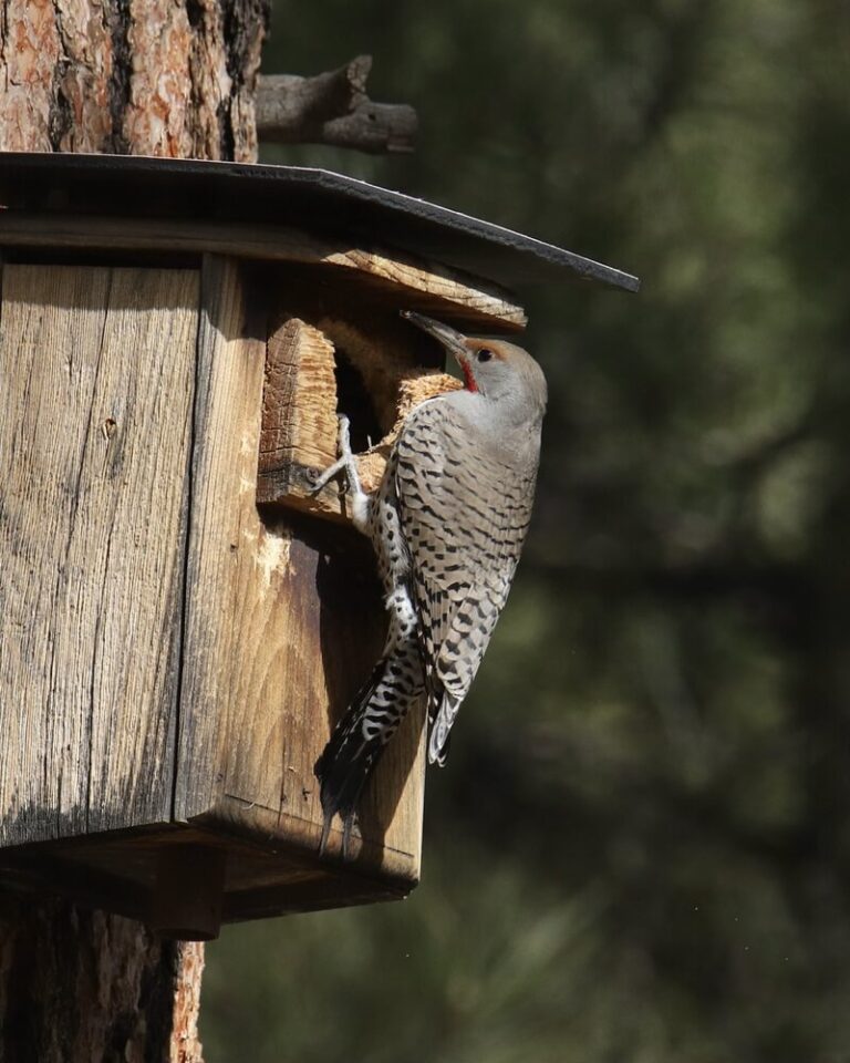 How To Attract Northern Flickers To Your Yard (7 Tips & Tricks)