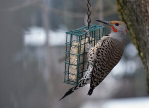 How To Attract Northern Flickers To Your Yard (7 Tips & Tricks)