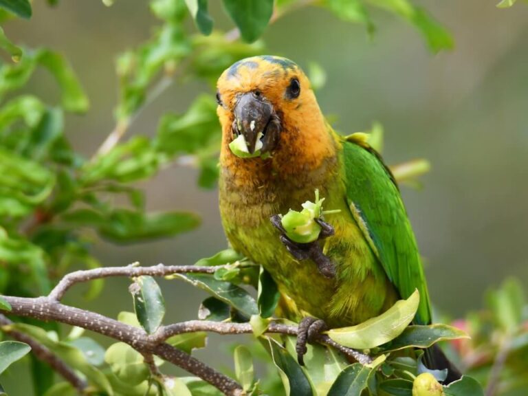 8 Types Of Bird Foods & Which Birds They Will Attract