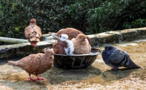 How To Get Birds To Use A Bird Bath (A 12-Tip Guide)