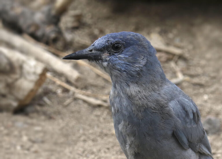 12 Fascinating Facts About The Pinyon Jay