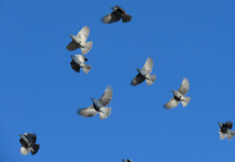 12 Fascinating Facts About The Pinyon Jay