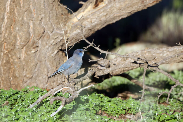 12 Fascinating Facts About The Pinyon Jay