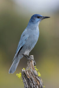 12 Fascinating Facts About The Pinyon Jay