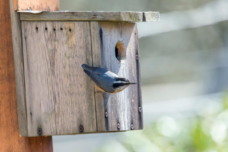 How To Attract Red-Breasted Nuthatches To Your Yard