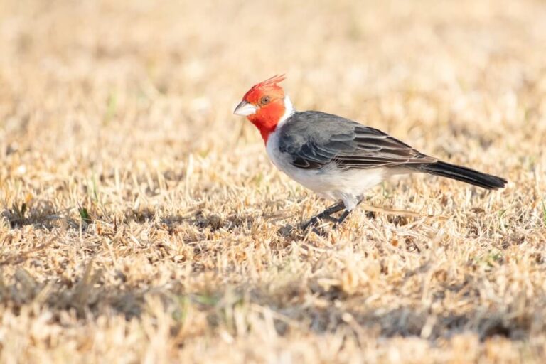 Meet The Red-Crested Cardinal (Photos & Facts)