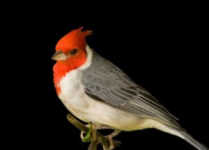 Meet The Red-Crested Cardinal (Photos & Facts)