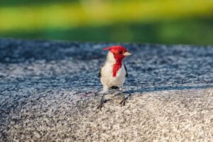 Meet The Red-Crested Cardinal (Photos & Facts)