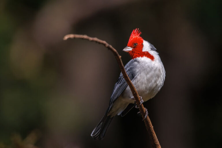 Meet The Red-Crested Cardinal (Photos & Facts)