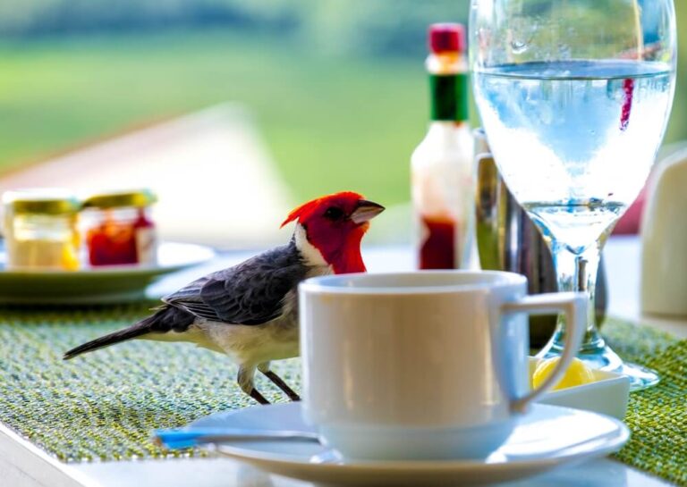 Meet The Red-Crested Cardinal (Photos & Facts)