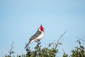 Meet The Red-Crested Cardinal (Photos & Facts)