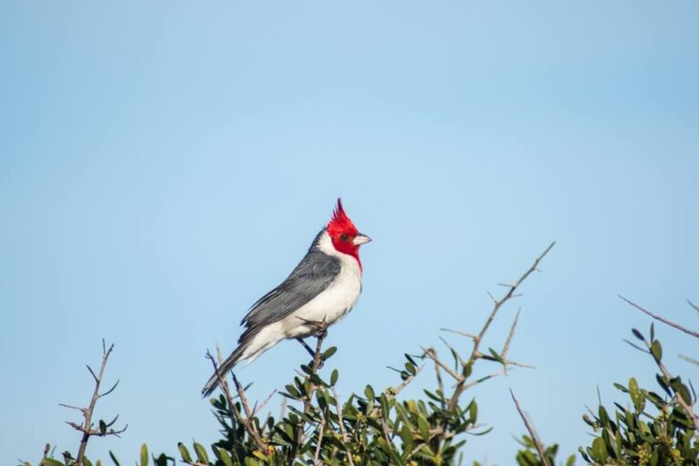 Meet The Red-Crested Cardinal (Photos & Facts)