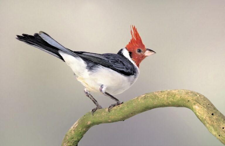 Meet The Red-Crested Cardinal (Photos & Facts)